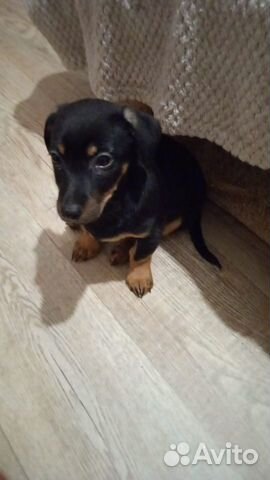 Такса в добрые руки