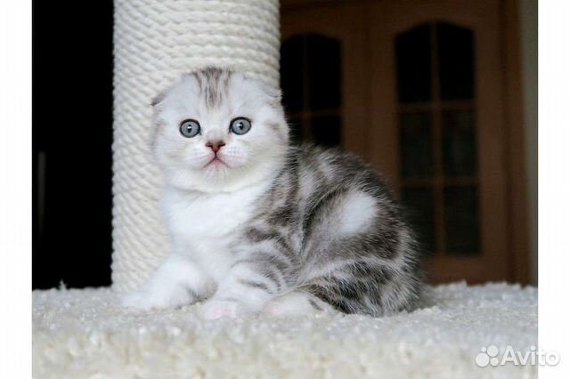 Шотландская мраморная