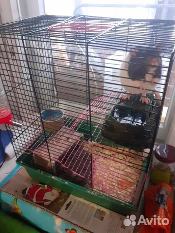 Крысы дамбо с клеткой и всем необходимым