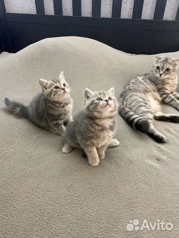 Шотландские мраморные котята