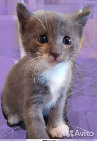 Котята серые бесплатно