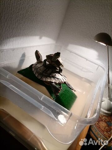 Красноухая черепаха.Девочка и мальчик.3года