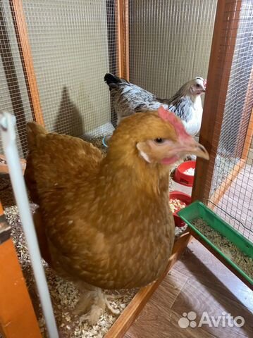 Куры несушки молодки