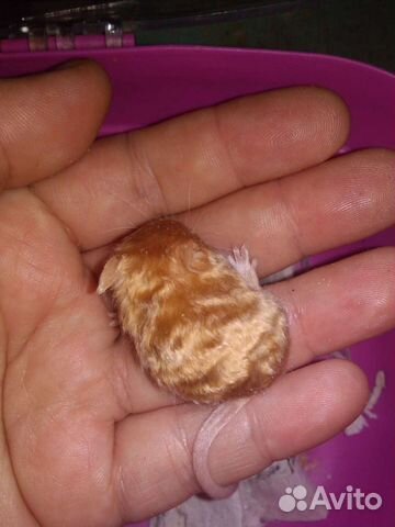 Атласные декоративные мышки