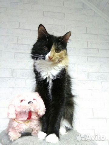 Кошечка трёхцветная