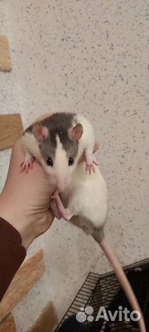 2 крысы декоративные