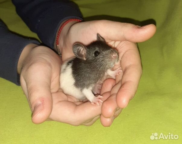 Крысы (крысята) породы дамбо Бесплатно