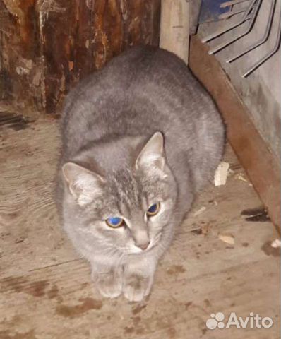 Я хочу жить Спасите котенка-подростка