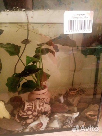 Полосатые цихлиды