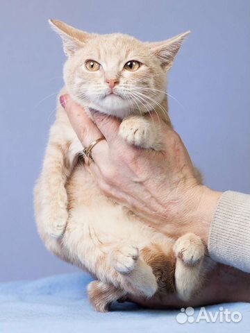 Котик 4 мес в дар