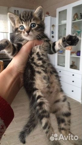 Котенок полосатый