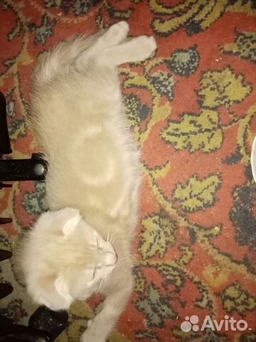 Кошки в добрые руки