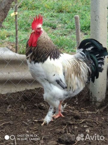 Петухи домашние