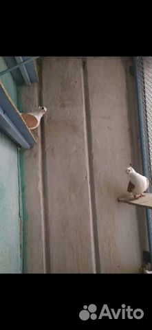 Голуби порода "Чайка"