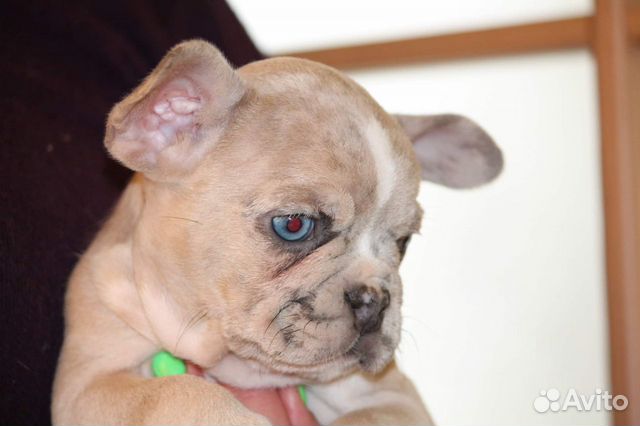 Француженка - голубоглазая красотка