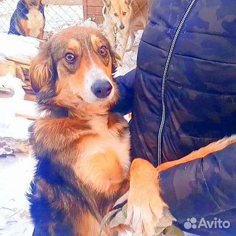 Лапочка-девочка ищет новую и добрую семью