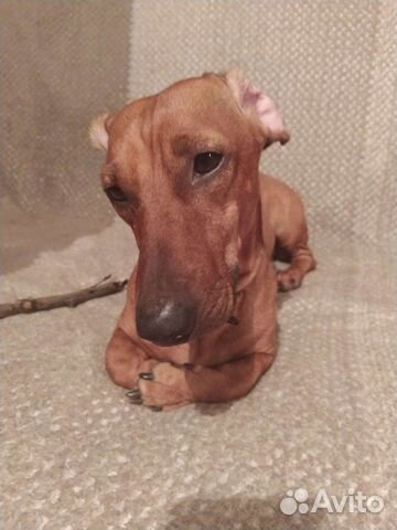 Собака в добрые руки такса