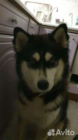 Сибирский хаски