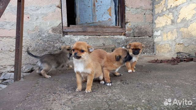 Щенки полукровки отец пекинес в добрые руки