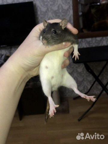 Крыса бесплатно