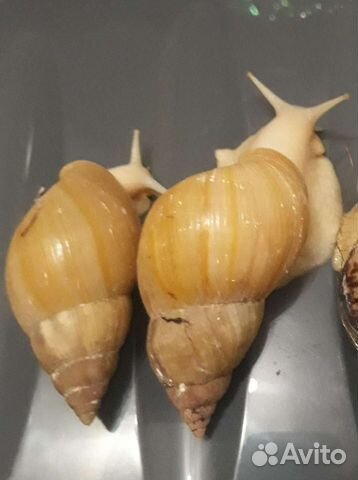 Улитки ахатины бесплатно