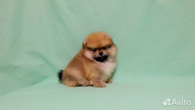 Девочка миниатюра оранж