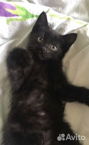 Крошка котёнок Наоми 2 месяца в добрые руки