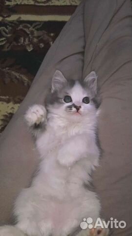 Котята турецкой ангоры