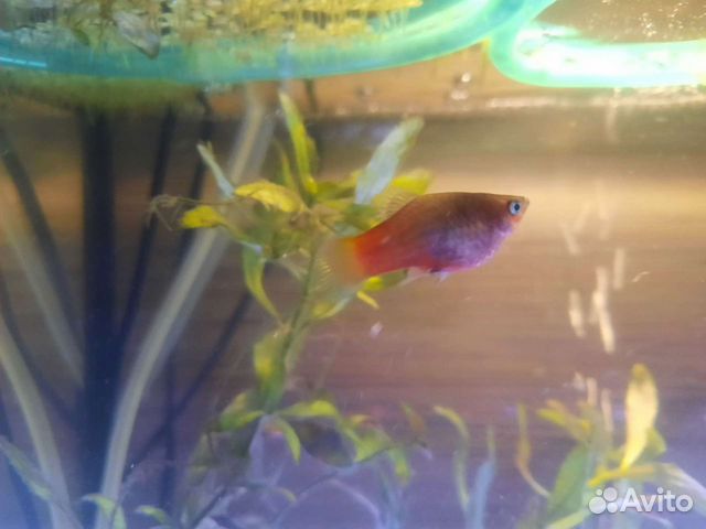 Пецилия самец