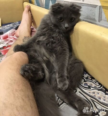 Кот в добрые руки