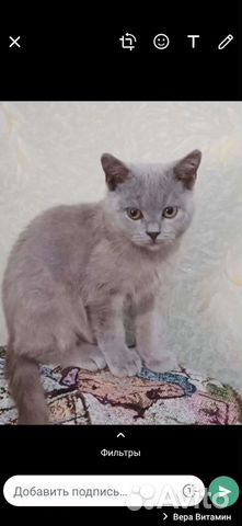 Котики бесплатно в добрые руки