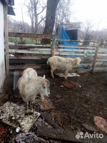 Коза ламанча