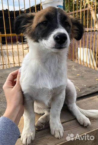 Щенок в добрые руки