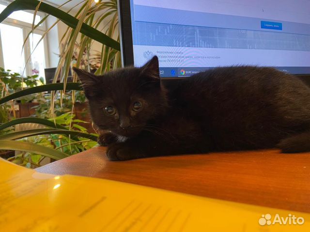 Отдам котенка