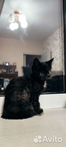 Отдам котёнка в хорошие руки