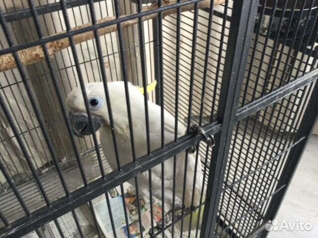 Какаду птенец 5мес