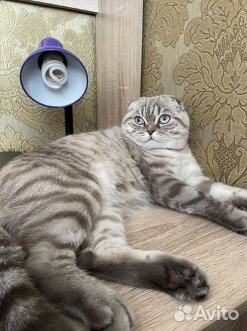 Кот на вязку