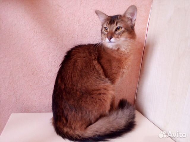 Сомалийский мальчик