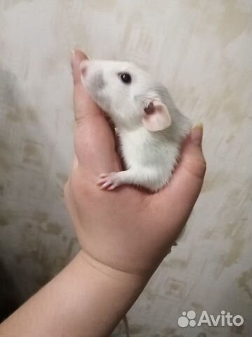 Отдаю крыс в добрые руки