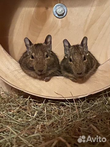 Белки Дего с клеткой