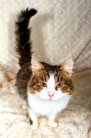 Котик Харитоша Хатико