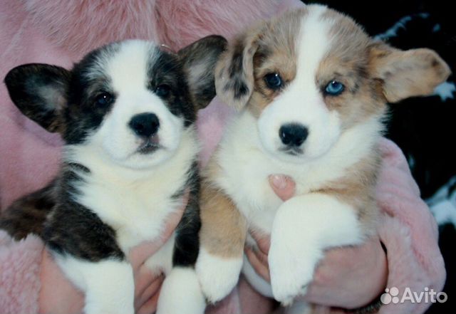 Вельш-корги кардиган