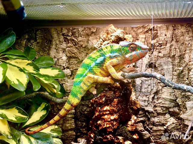 Пантеровый хамелеон