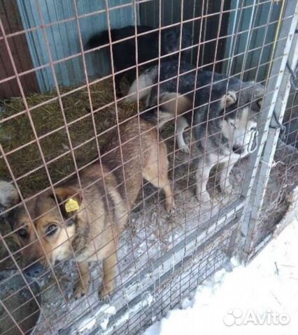 Эти собаки в беде