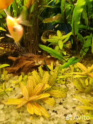 Юлидрохромис Марлиера