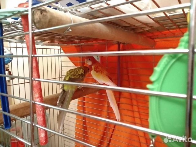 Попугаи Розелла пара