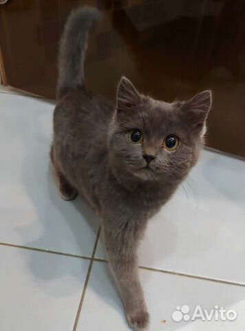 Кошечка молодая 2,5 месяца в добрые руки