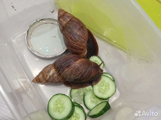 Улитки ахатины