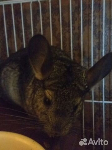 Шиншилла с клеткой