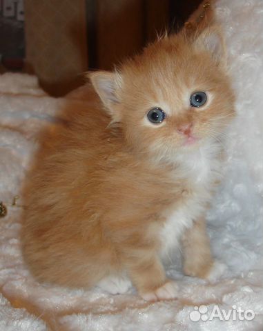 Котята курильский бобтейл